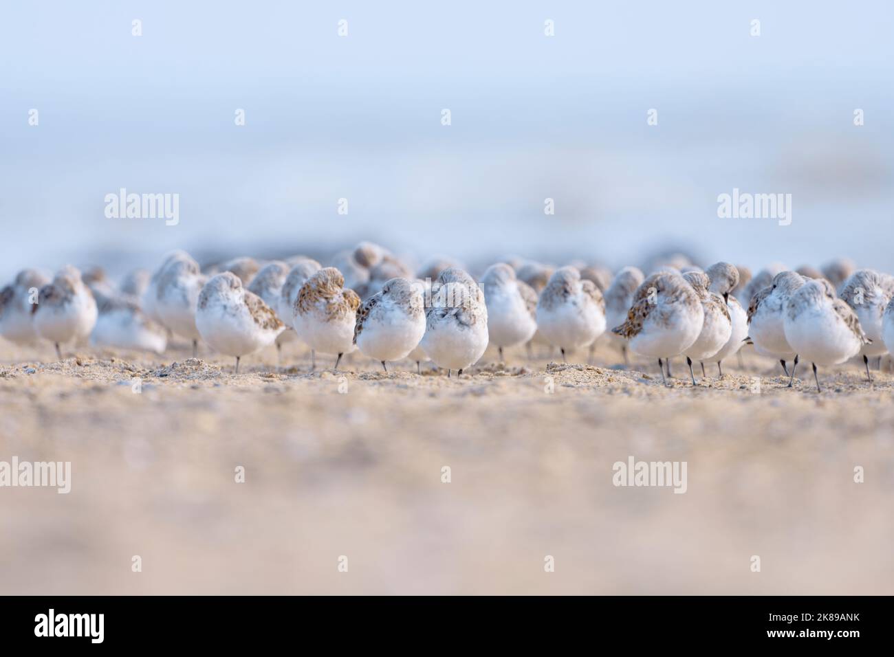 Sanderling (calidris alba) resting on the shore during spring migration ...