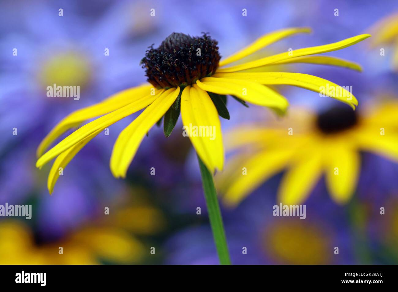 Central disc forms cone hi-res stock photography and images - Alamy