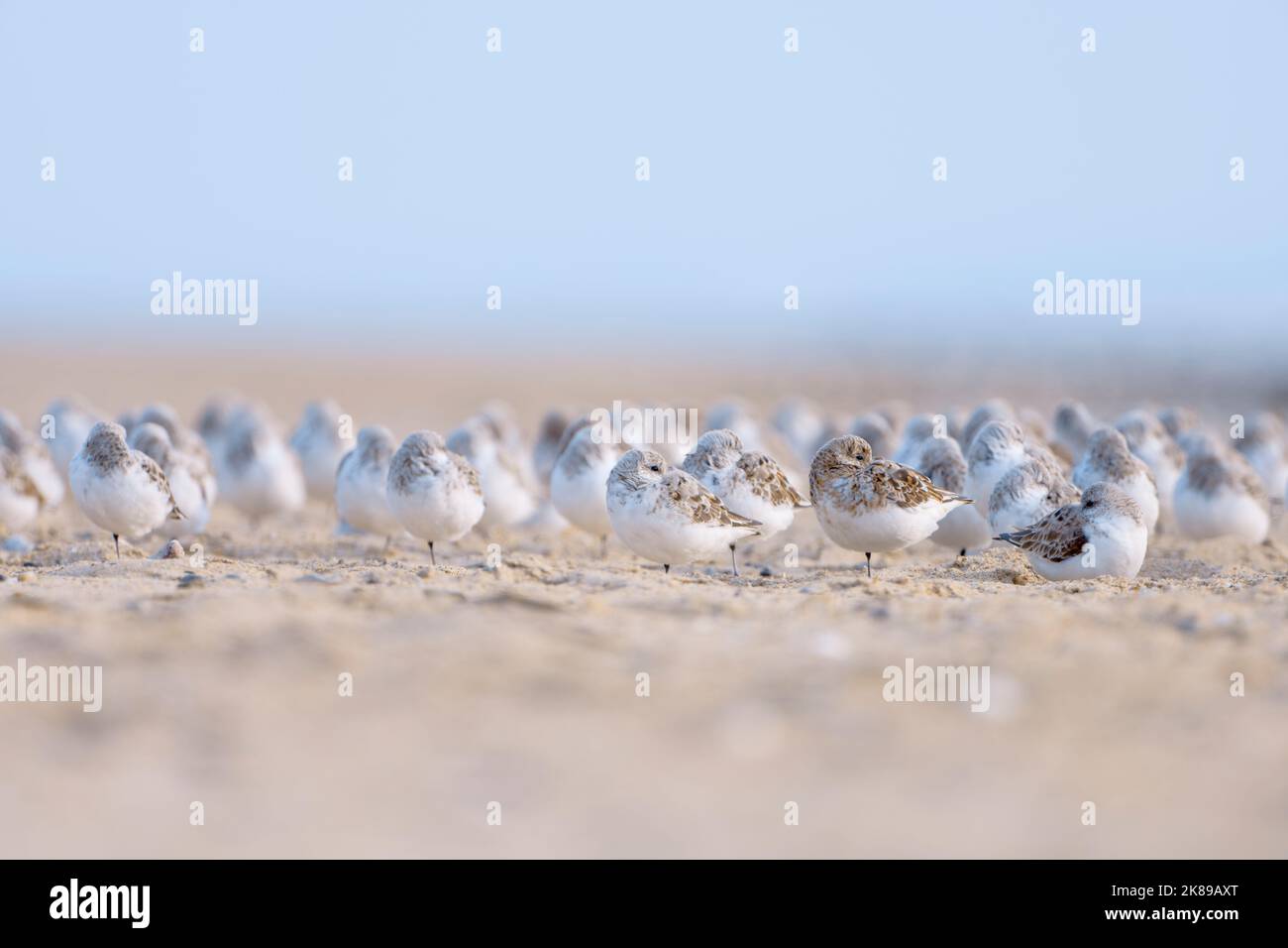 Sanderling (calidris alba) resting on the shore during spring migration ...