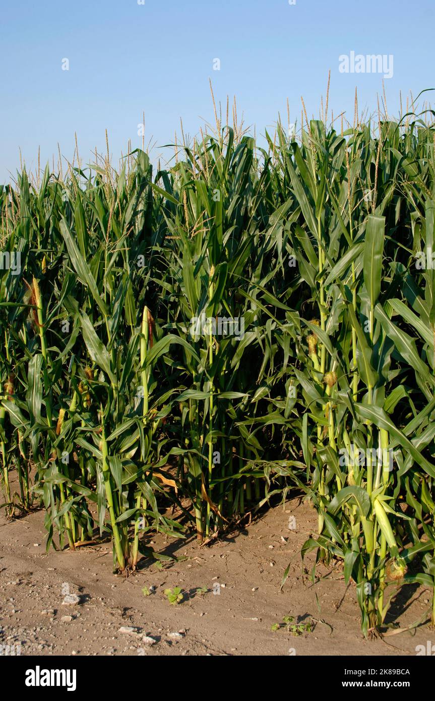 American corn field hi-res stock photography and images - Alamy