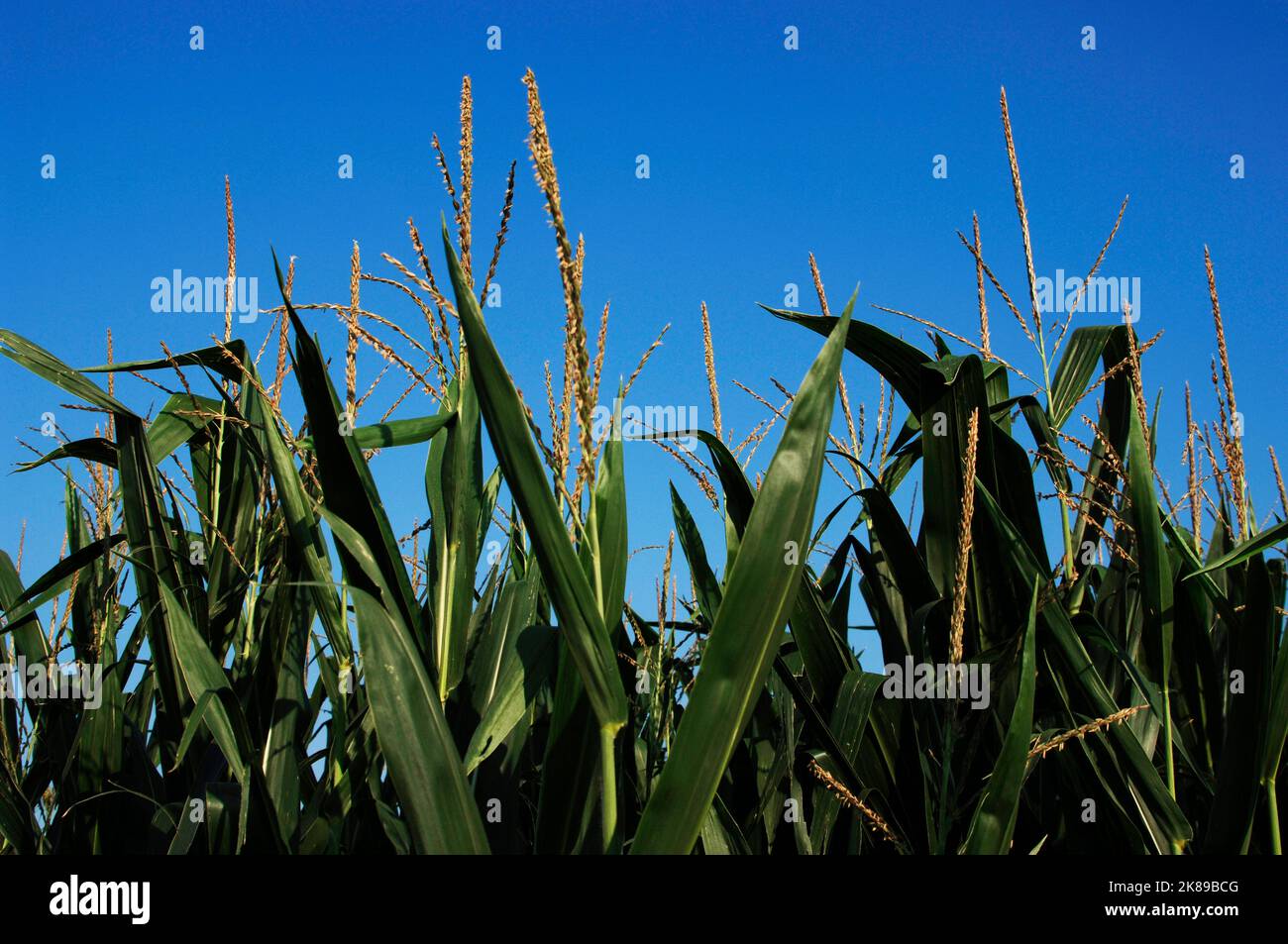 Corn growing field Stock Photo - Alamy