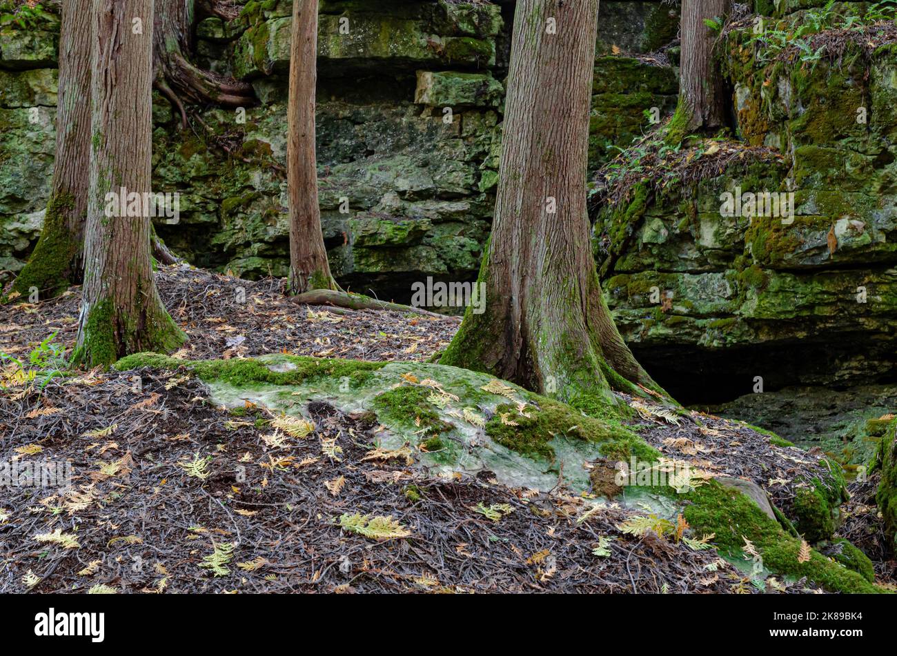 An old shoreline is the backdrop for Cedar trees, Door County ...