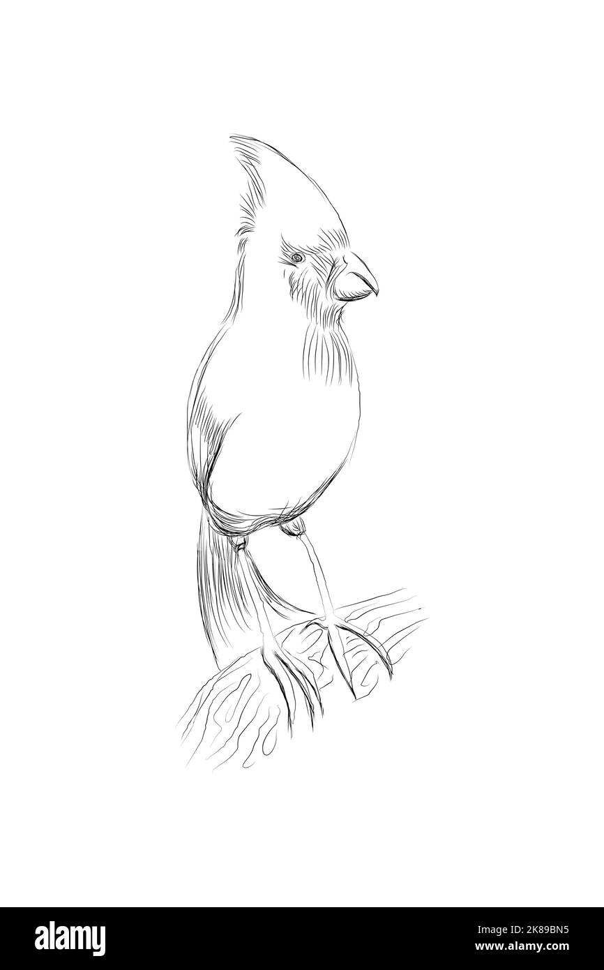 Cardinal Logo Black And White