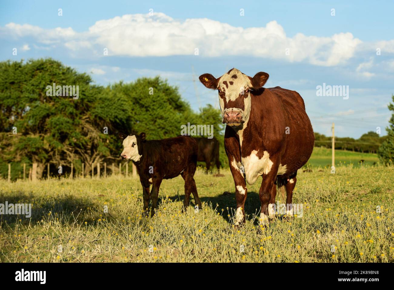 Cows raised with natural pastures, meat production in the Argentine ...