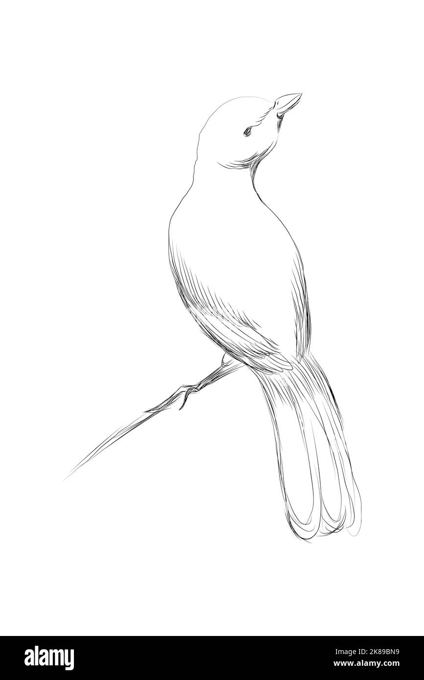Blue bird hand drawn Black and White Stock Photos & Images - Alamy