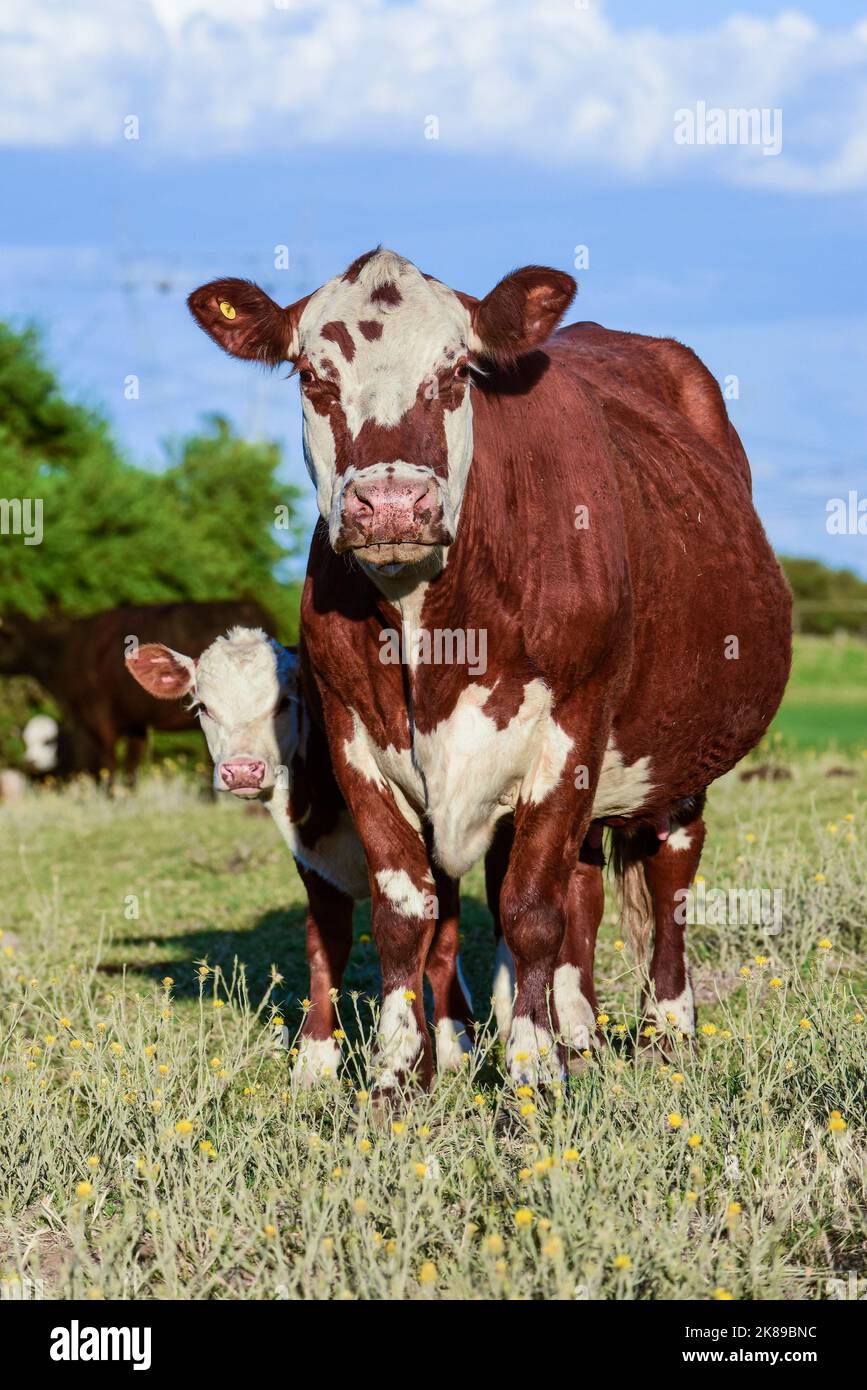 Cattle argentina hi-res stock photography and images - Alamy