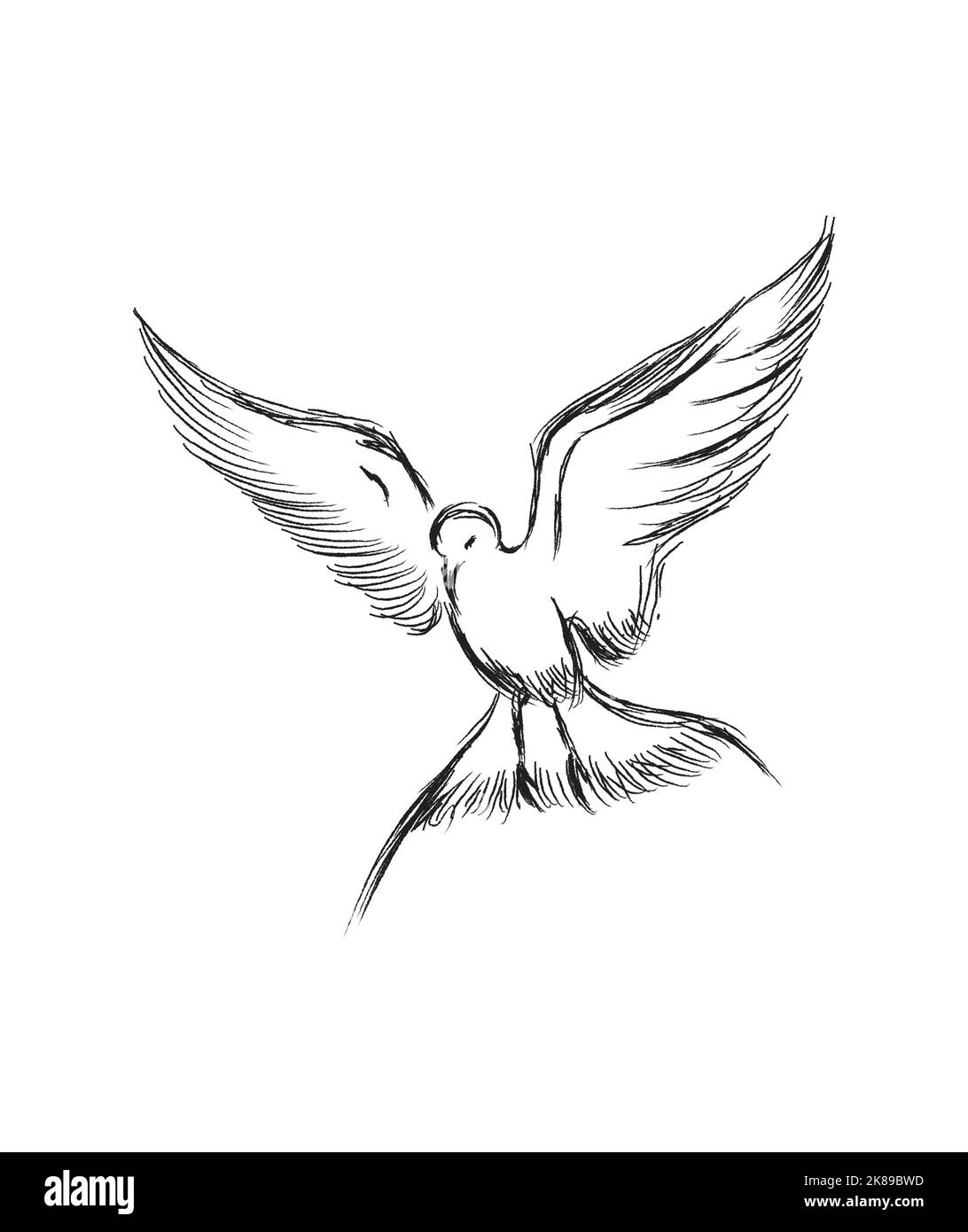 Vector illustration of hand drawn flying black skimmers. Beautiful ...