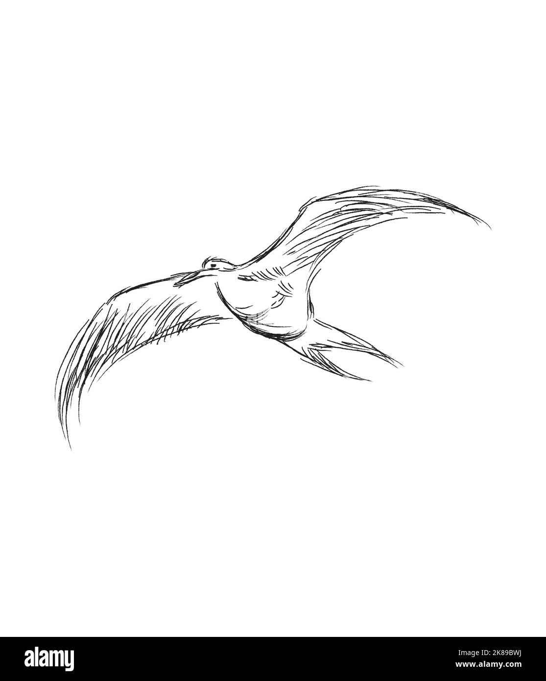 Vector illustration of hand drawn flying black skimmers. Beautiful ...