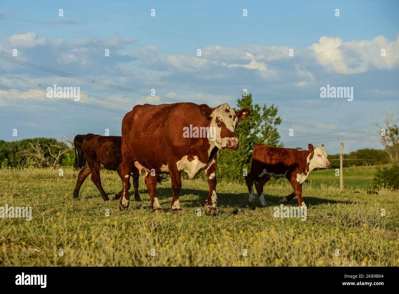 Cows raised with natural pastures, meat production in the Argentine ...
