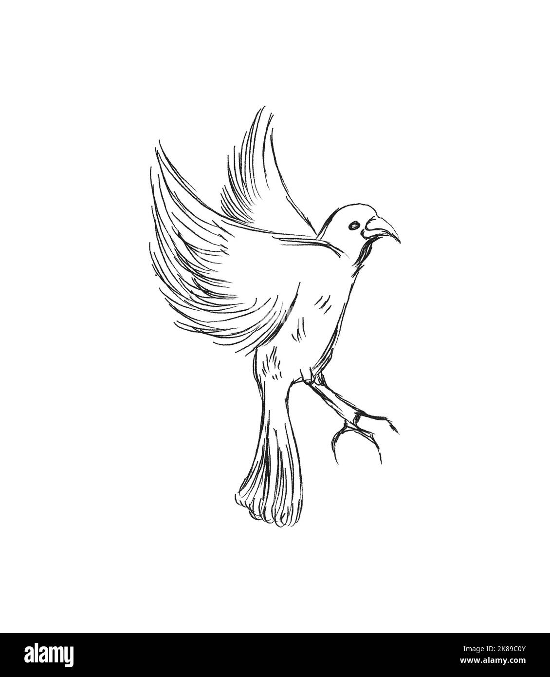 Freedom concept. Hand drawn pigeon flying out of two hands. Freedom of ...