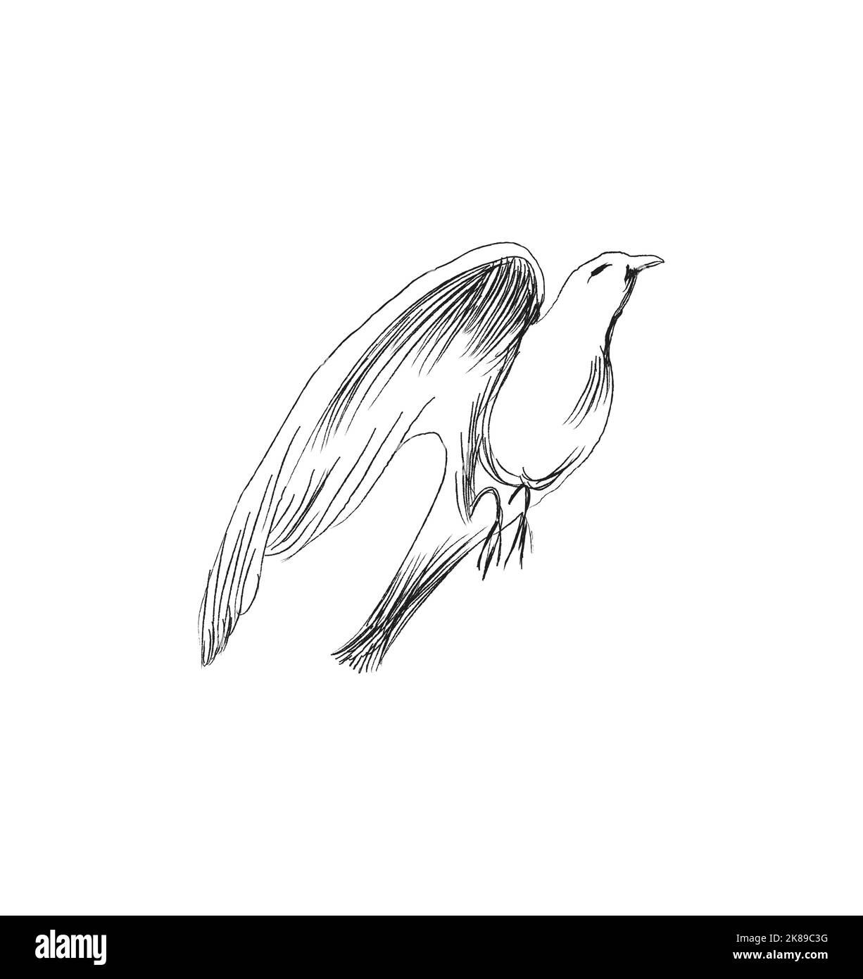 Freedom concept. Hand drawn pigeon flying out of two hands. Freedom of ...