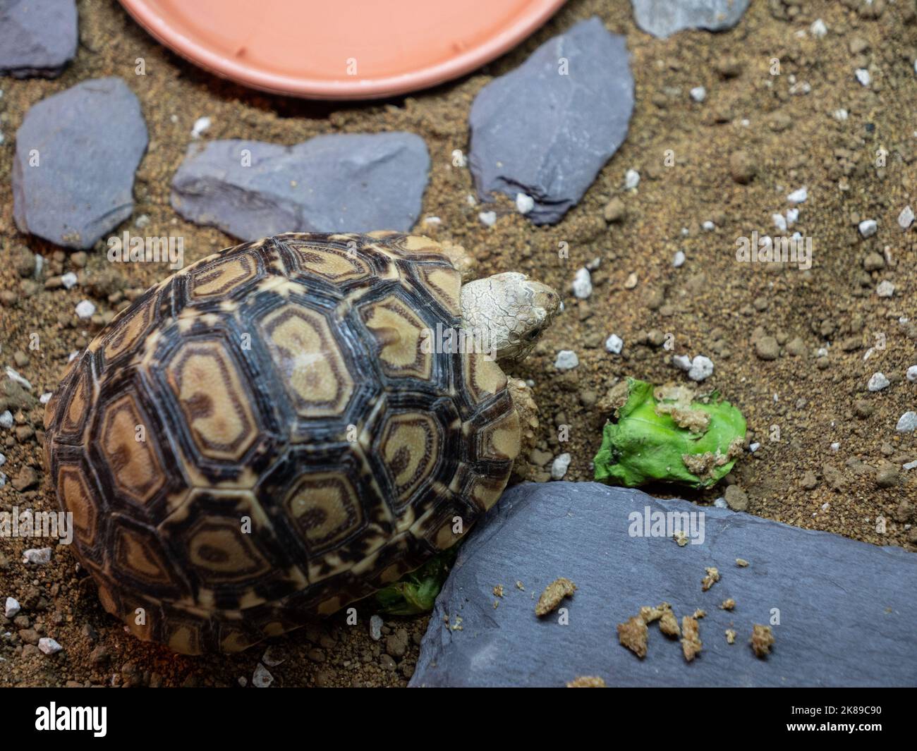 A cute baby leopard tortoise going for a walk Stock Photo - Alamy