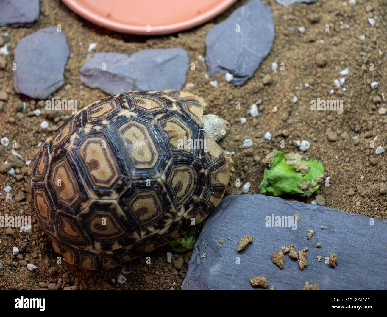 Leopard tortoise walk hi-res stock photography and images - Alamy