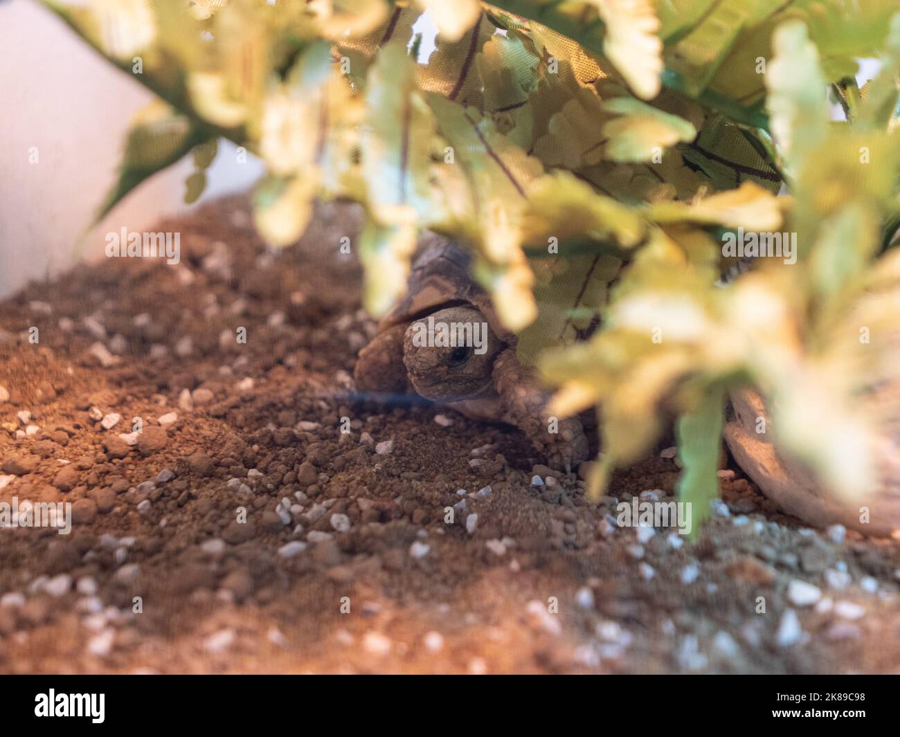 A cute baby leopard tortoise hiding behind a plant Stock Photo - Alamy