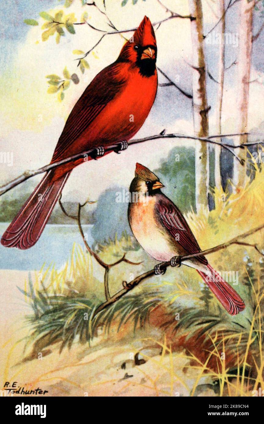 Cardinal bird male female hi-res stock photography and images - Alamy
