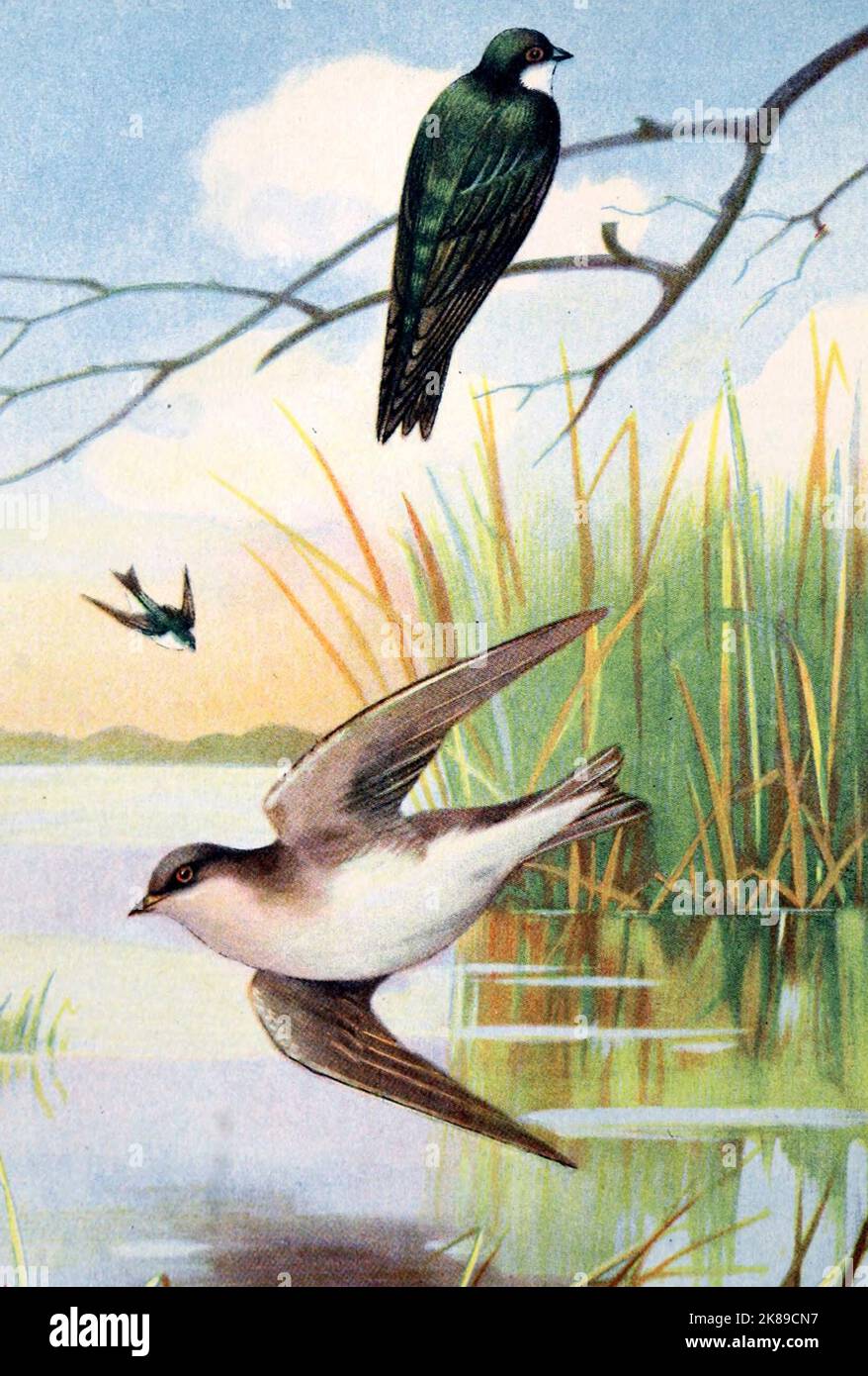 Tree Swallow (Male above - Female below), circa 1920s Stock Photo - Alamy