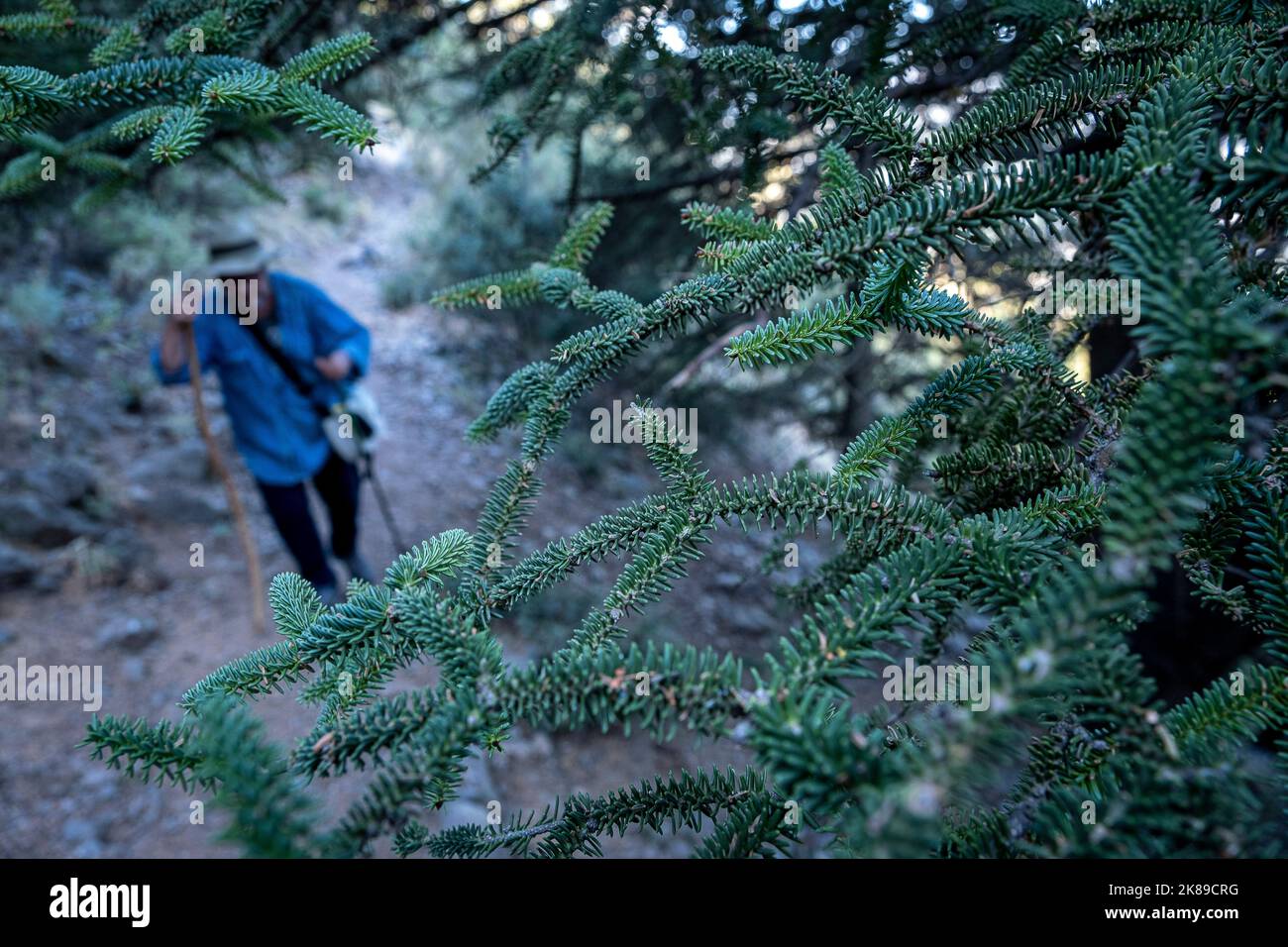 Native, and Pinsapo tree detail, (Abies pinsapo),Pinsapar, in area ...
