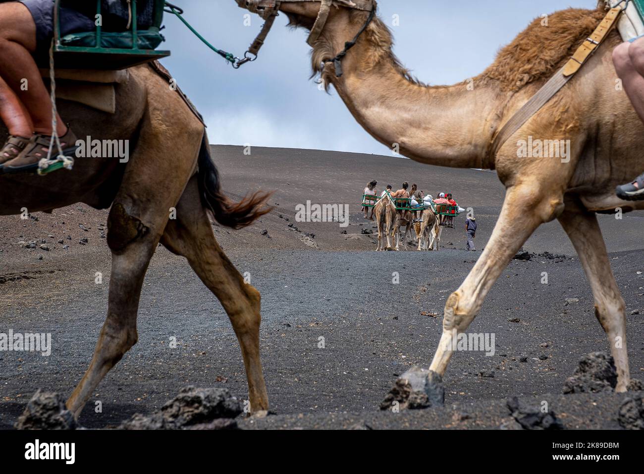 Tourists riding camels, in Timanfaya National Park, Lanzarote, Canary ...