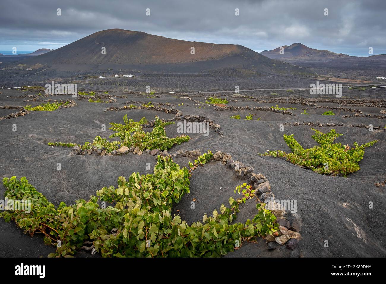 Vinery, La Geria, Lanzarote, Canary Islands, Spain Stock Photo - Alamy