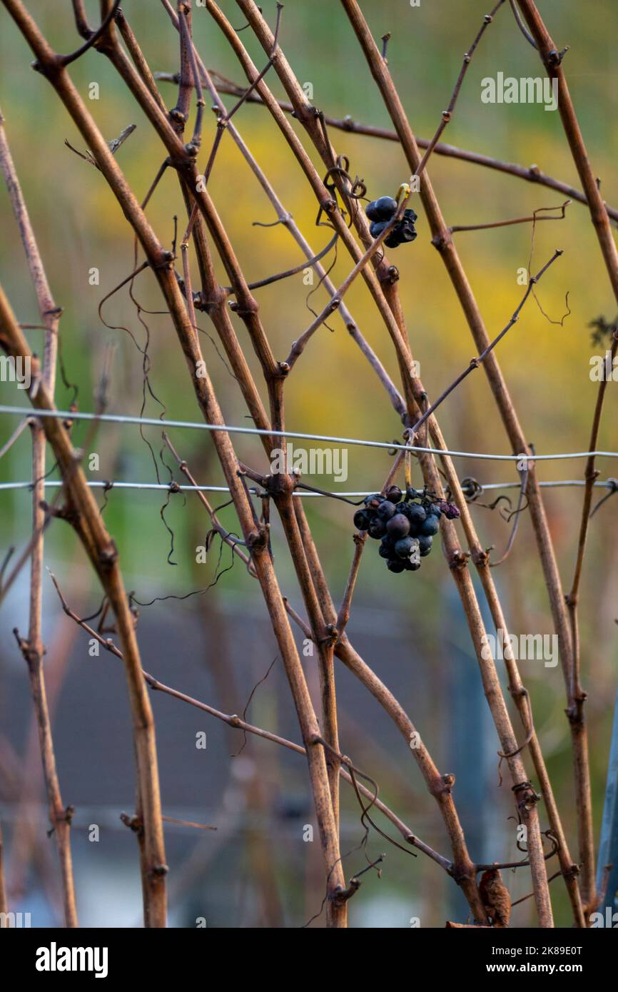 Trauben pressen hi-res stock photography and images - Alamy