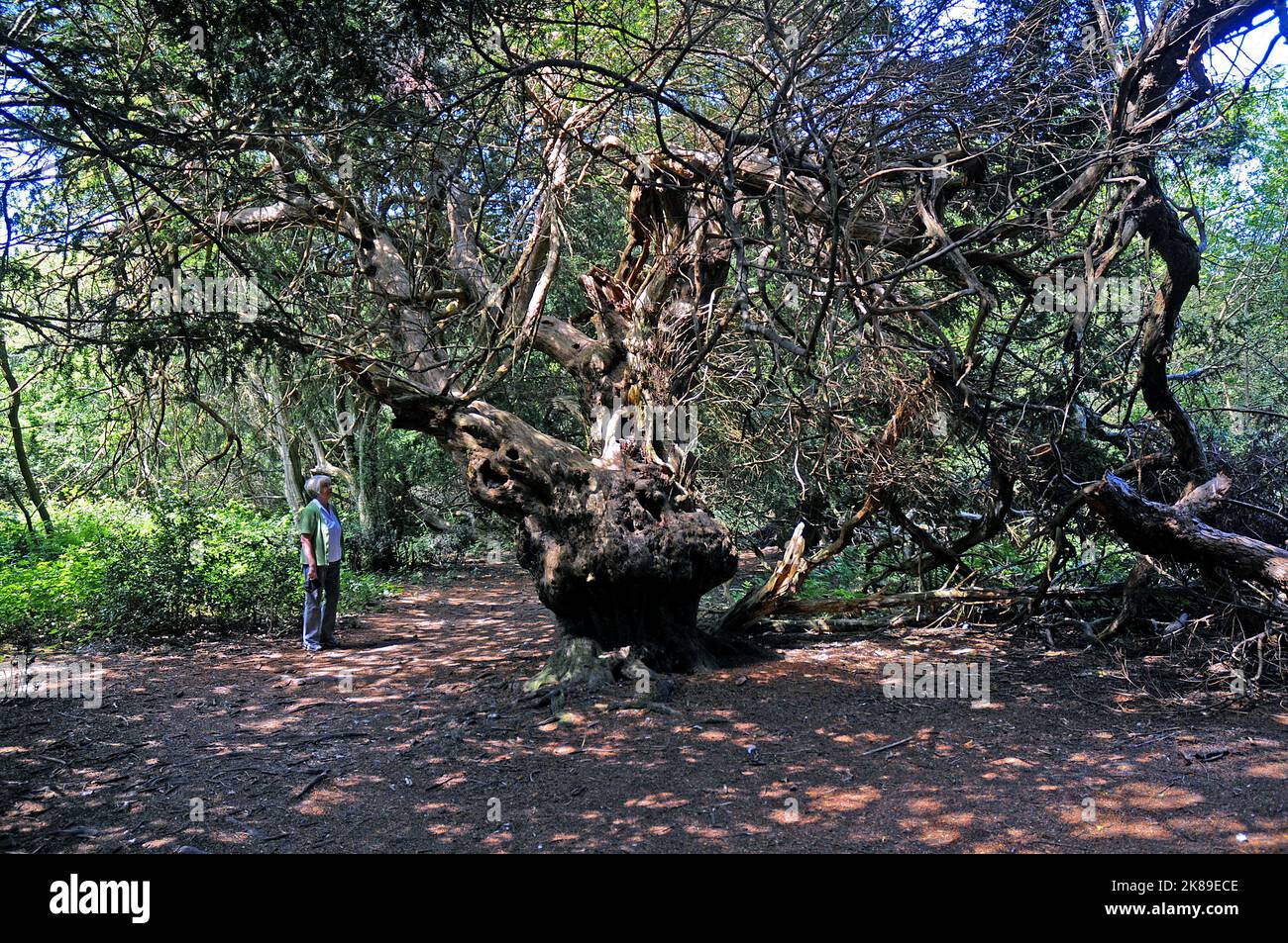 THE ANCIENT YEW FOREST AT KINGLEY VALE, WEST SUSSEX Pic Mike Walker ...