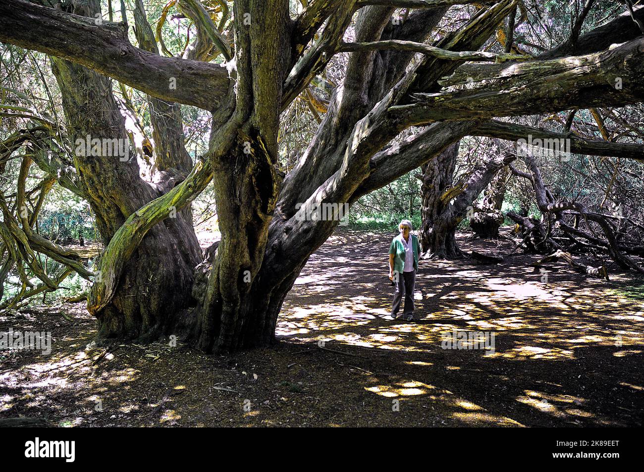 WALKING THROUGH THE ANCIENT YEW FOREST AT KINGLEY VALE, WEST SUSSEX Pic ...