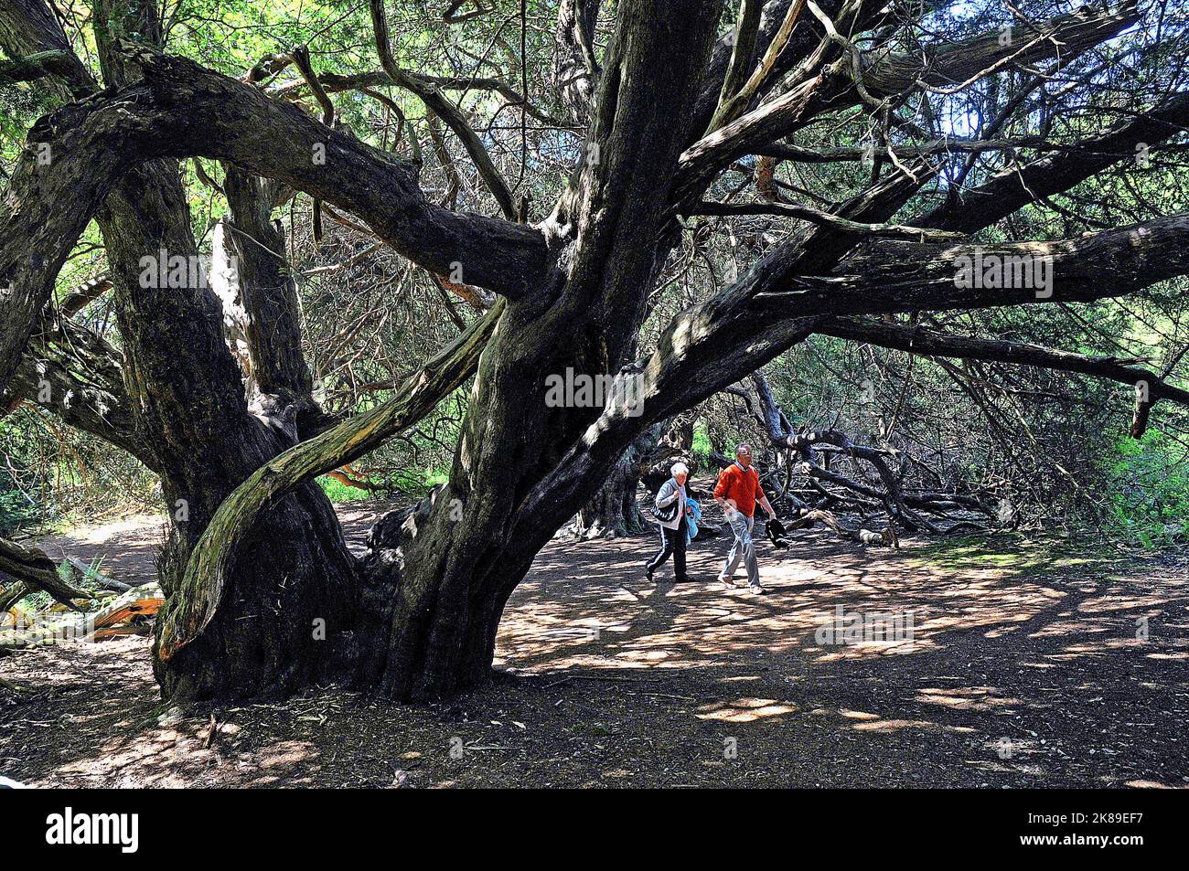 WALKING THROUGH THE ANCIENT YEW FOREST AT KINGLEY VALE, WEST SUSSEX Pic ...