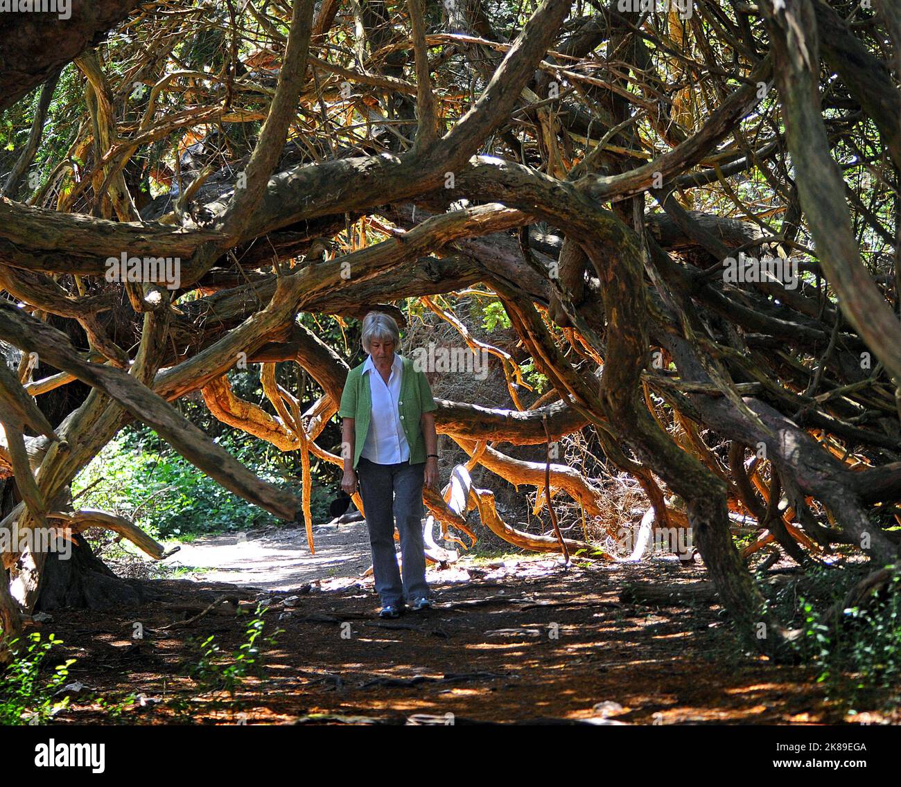 WALKING THROUGH THE ANCIENT YEW FOREST AT KINGLEY VALE, WEST SUSSEX Pic ...