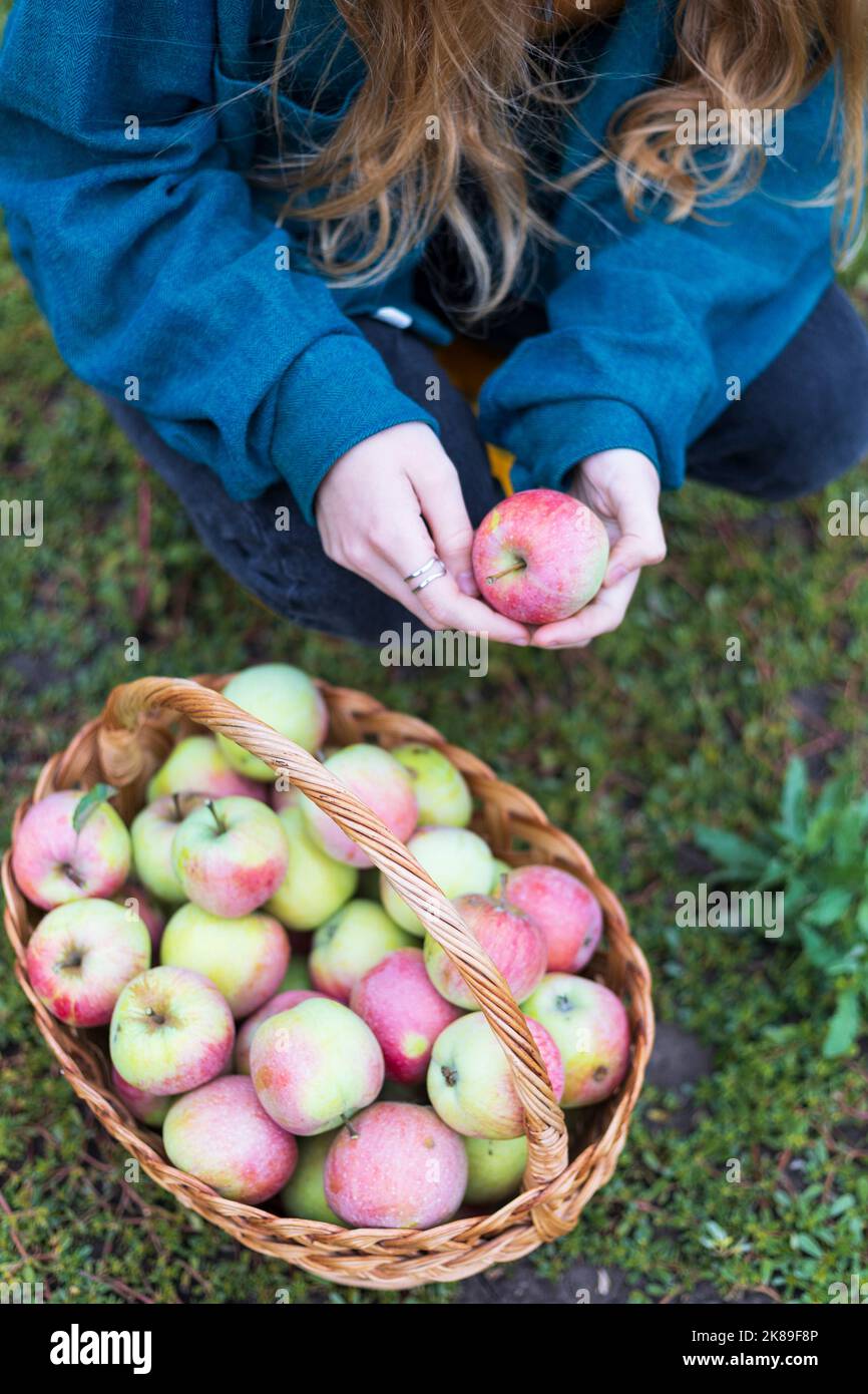 apple harvest and rural aesthetic. a basket of apples and a girls hand ...