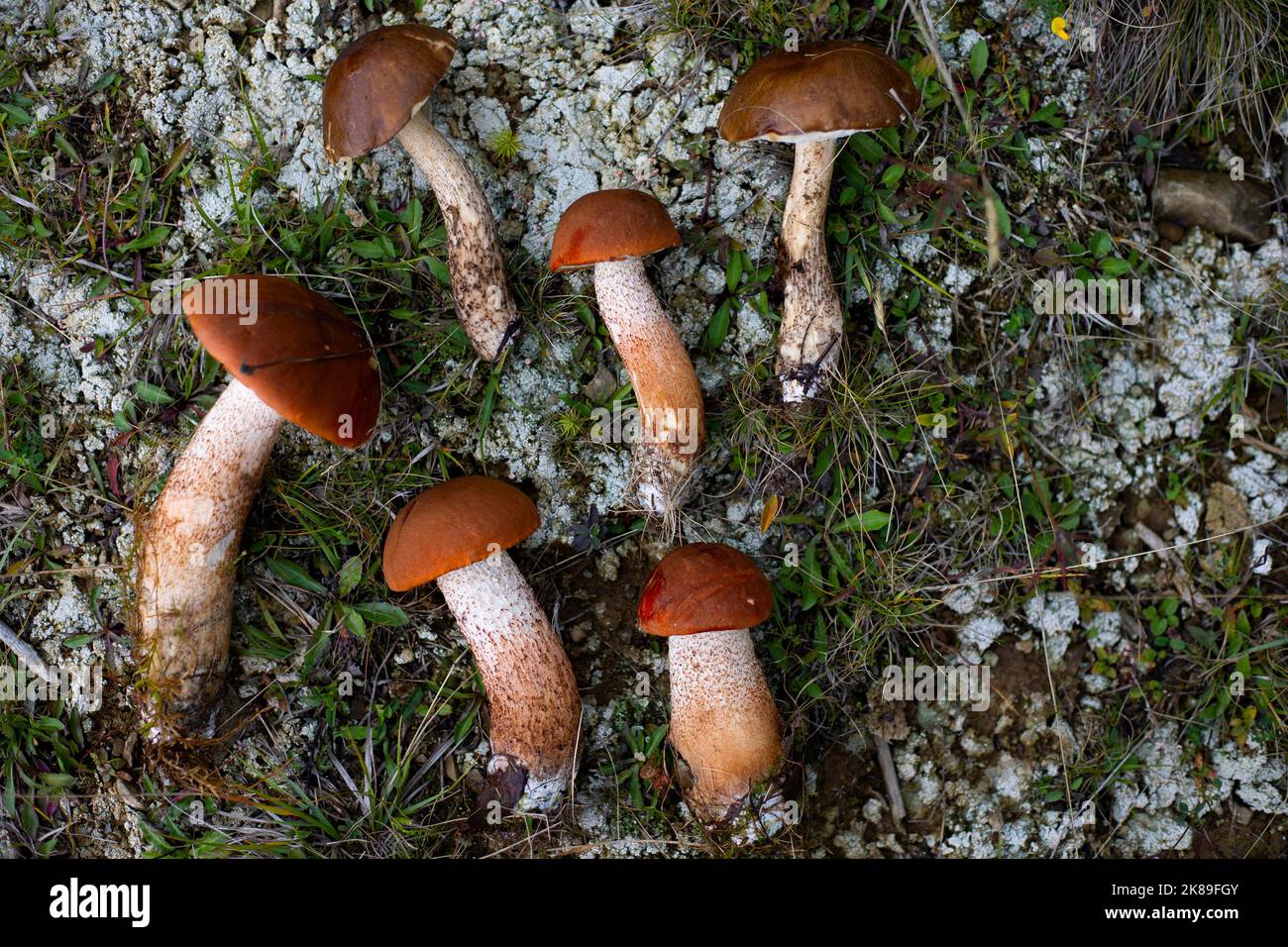 Boletus set collection hi-res stock photography and images - Alamy