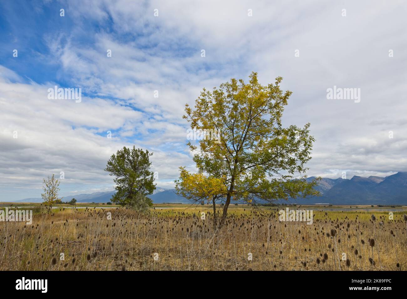 Scenic tree on the flatland of the valley area at Ninepipes wildlife ...
