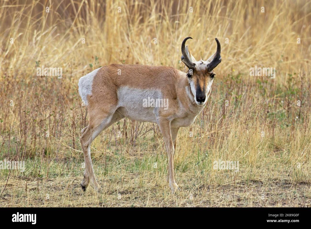 A close up photo of a male pronghorn antelope with antlers in western ...