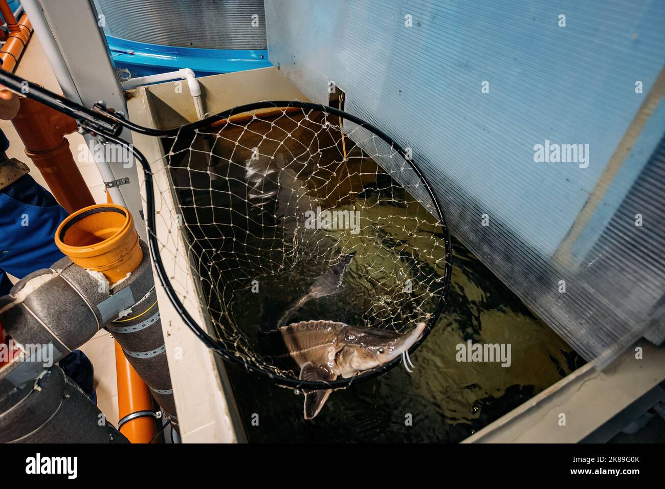 Sturgeon fish in the net in closed sturgeon farm Stock Photo - Alamy