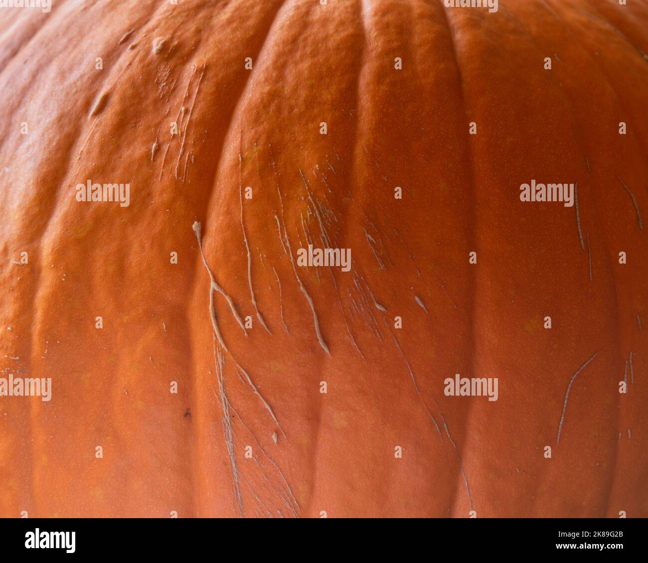 A still life of a bright orange pumpkin (Cucurbita pepo ) sitting by a ...