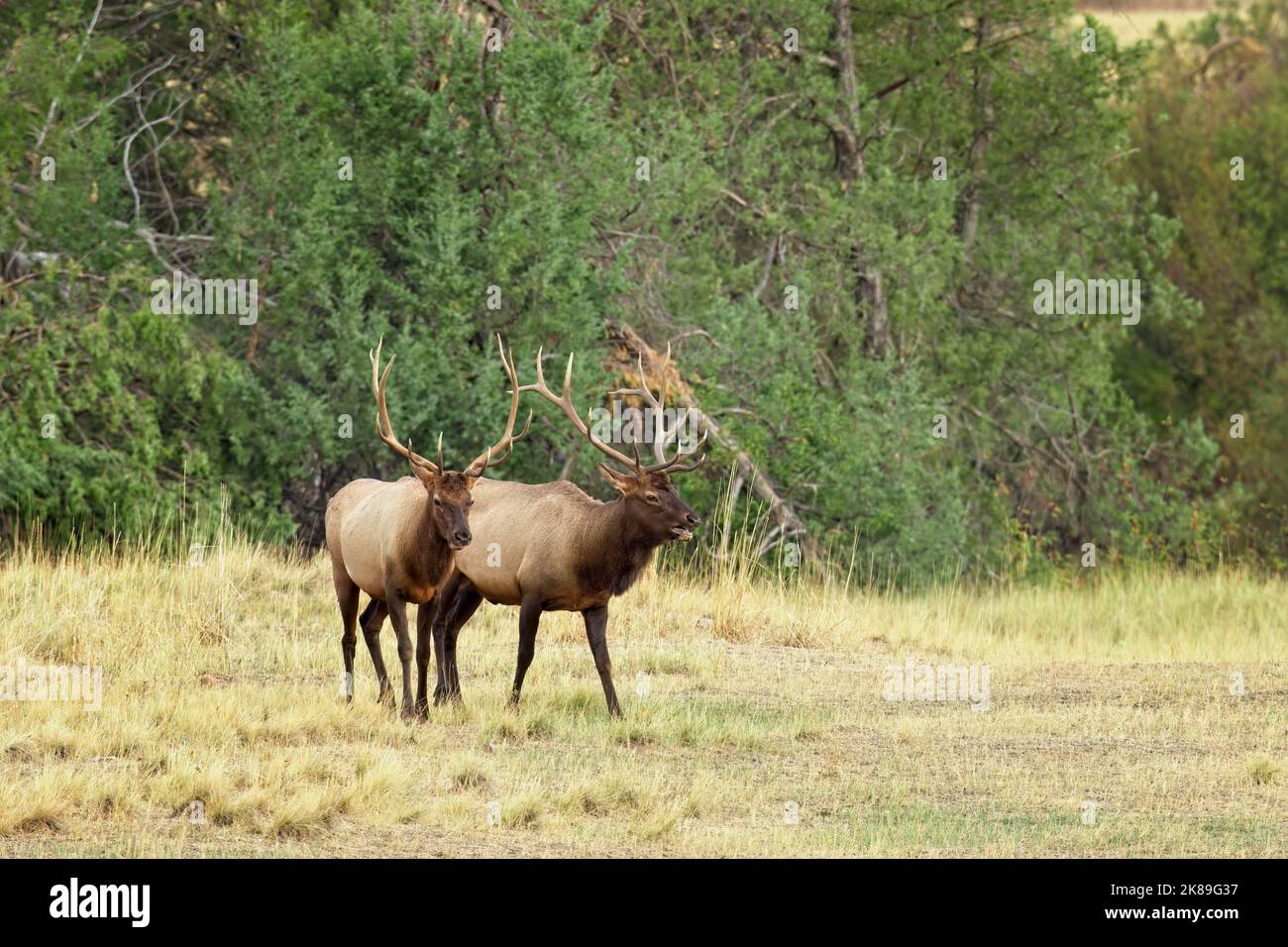 Two large bull elk stand in a grassy field in western Montana Stock ...