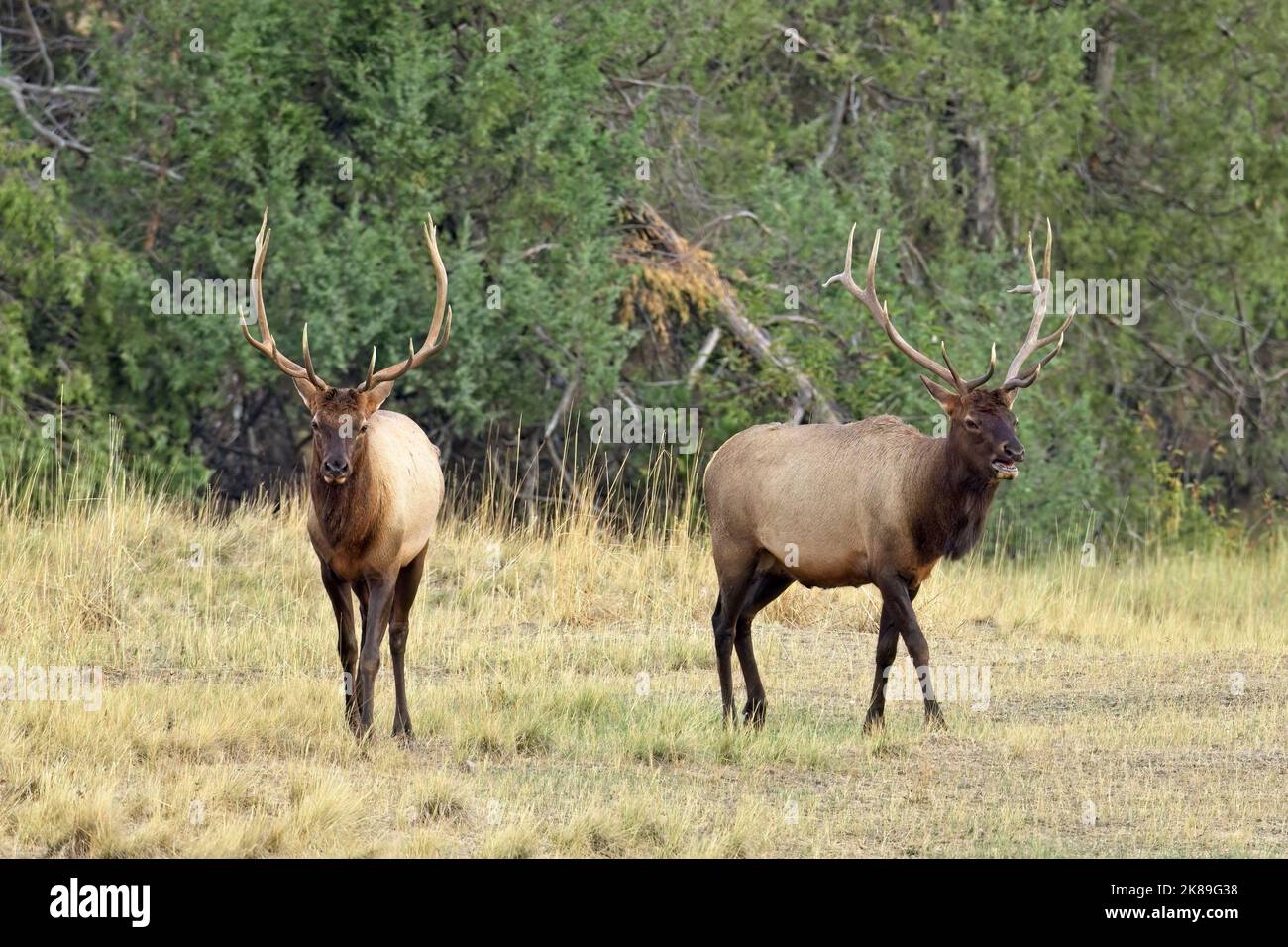 Two large bull elk stand in a grassy field in western Montana Stock ...