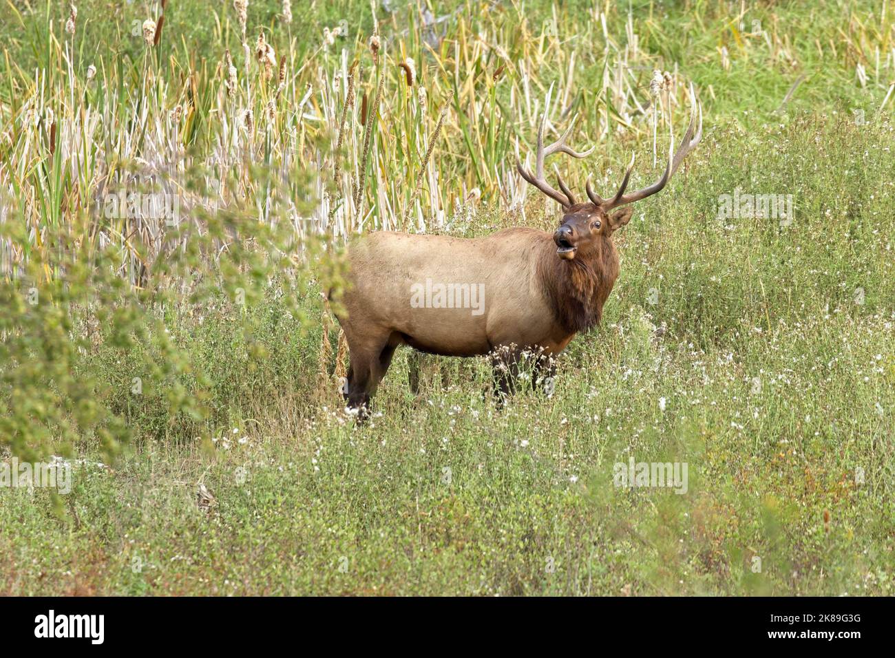 A large bull elk stands in tall grass in western Montana Stock Photo ...