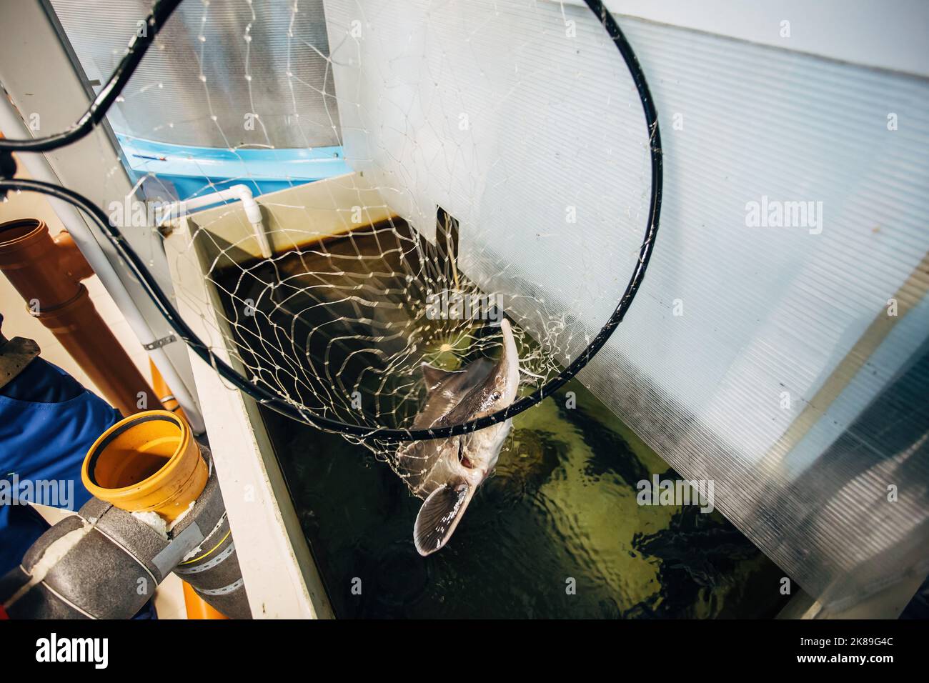 Sturgeon fish in the net in closed sturgeon farm Stock Photo - Alamy
