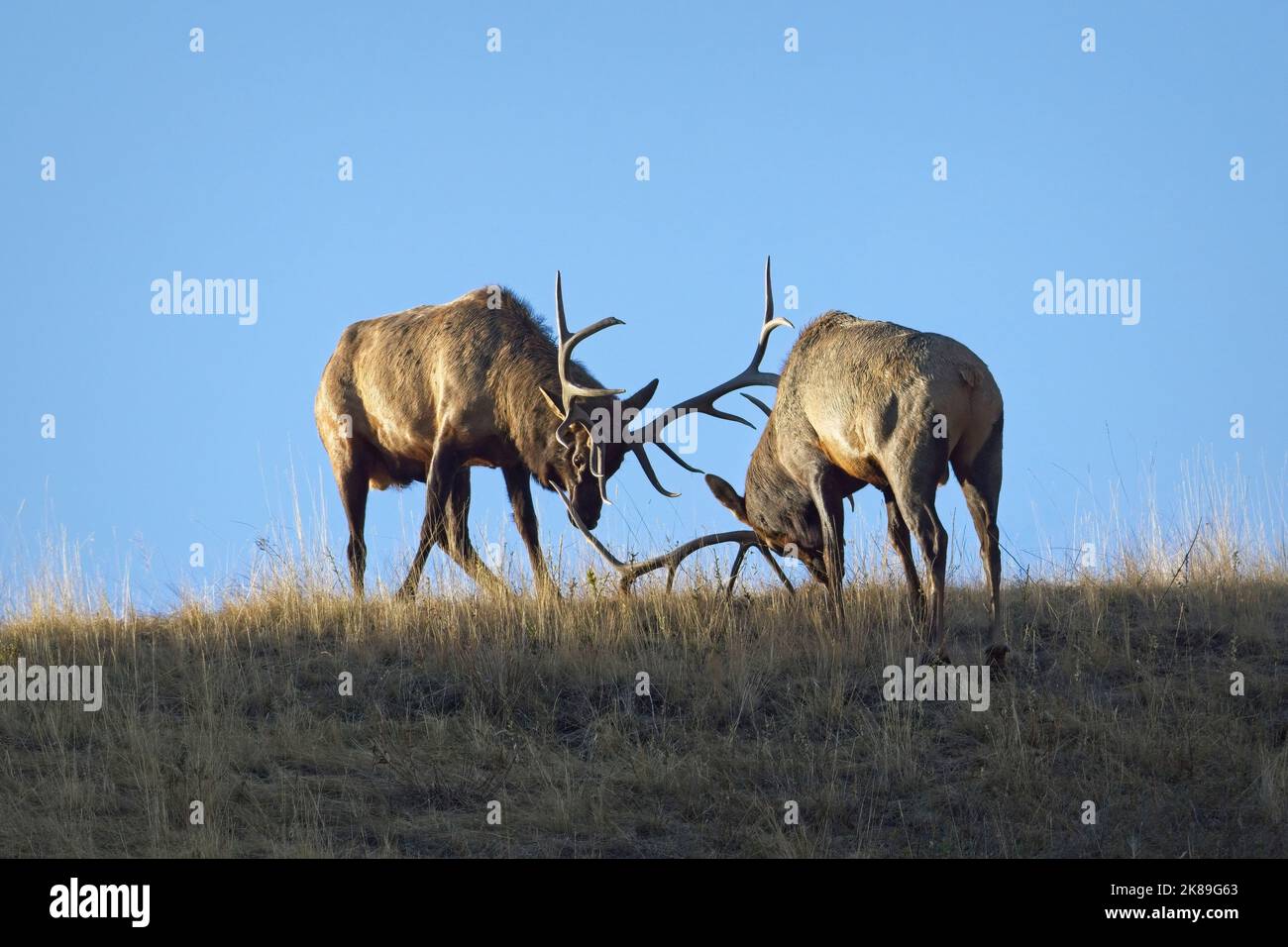 Two large bull elk battle for dominance on a hilltop in western Montana ...