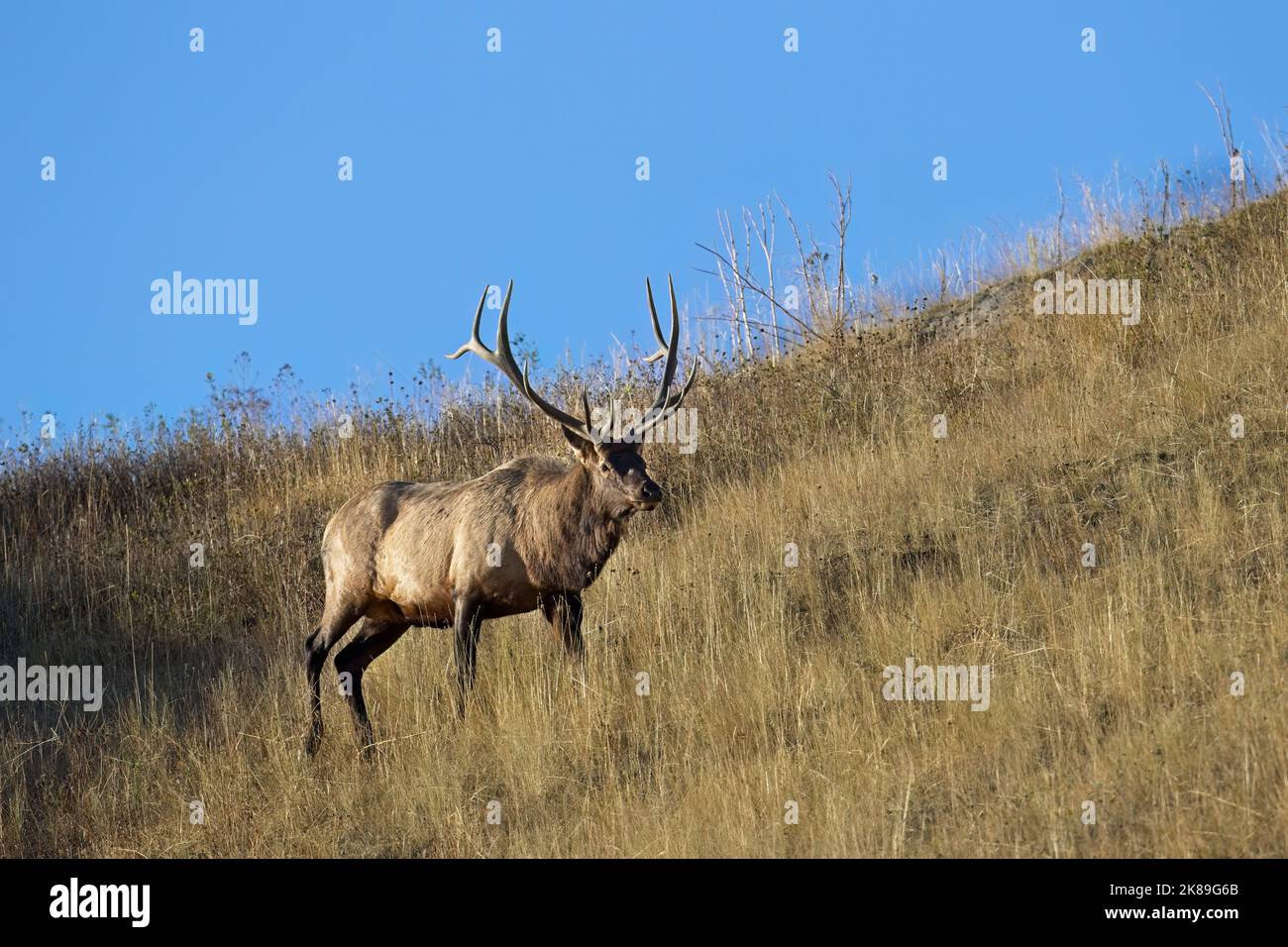 A large bull elk walks on the side of a grassy hill in western Montana ...