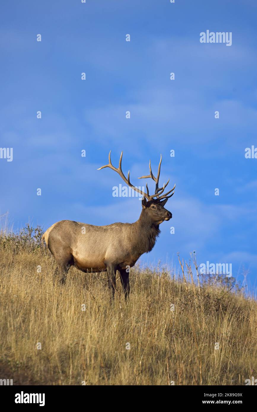 A large majestic elk walks on the side of a hill in the morning light ...