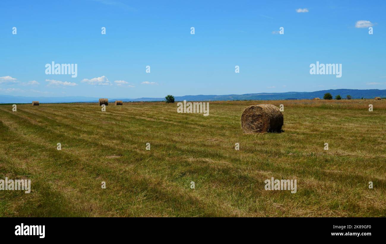 Hay bales of mowed dried grass pressed into rolls, on stubble field in ...
