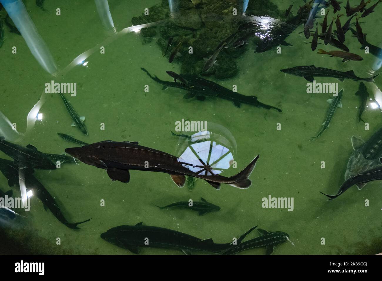 Sturgeons in tank with aeration at sturgeon fish farm Stock Photo - Alamy
