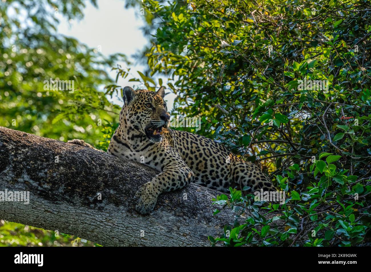 Jaguar resting on a fallen tree in the Pantanal Stock Photo - Alamy