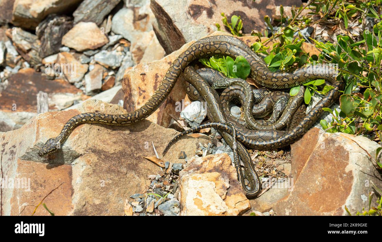 South west rocks new south wales hi-res stock photography and images ...