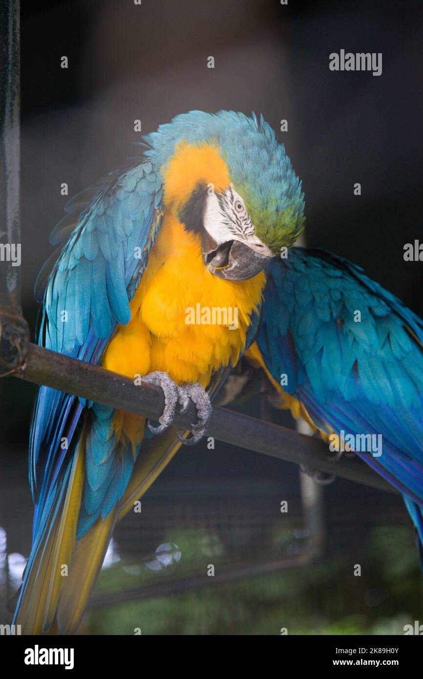 Portugal, Madeira, Funchal, Blue and yellow Macaw, Ara ararauna Stock ...