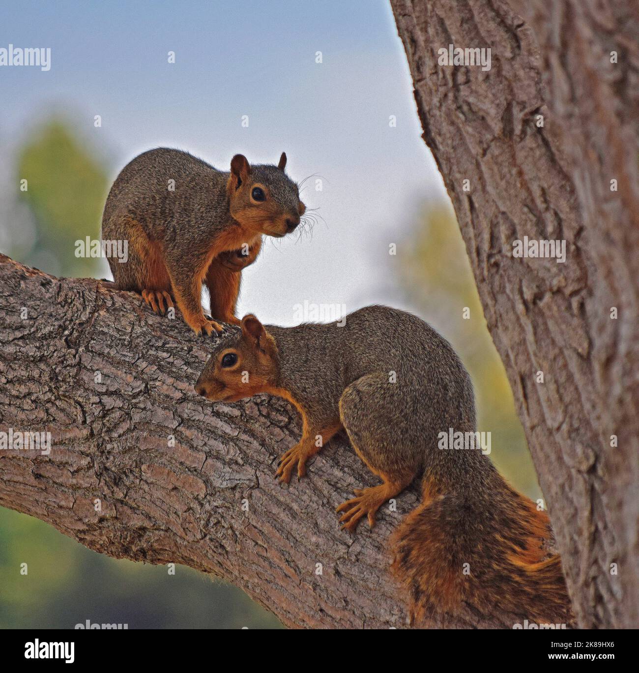Squirrels mammals rodents hi-res stock photography and images - Alamy