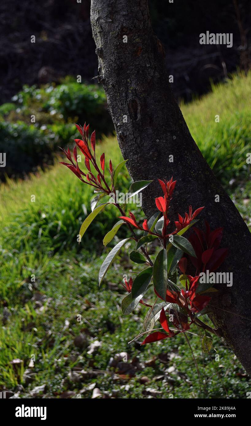 tree branch growing on side of trunk with red leaves in Union City ...