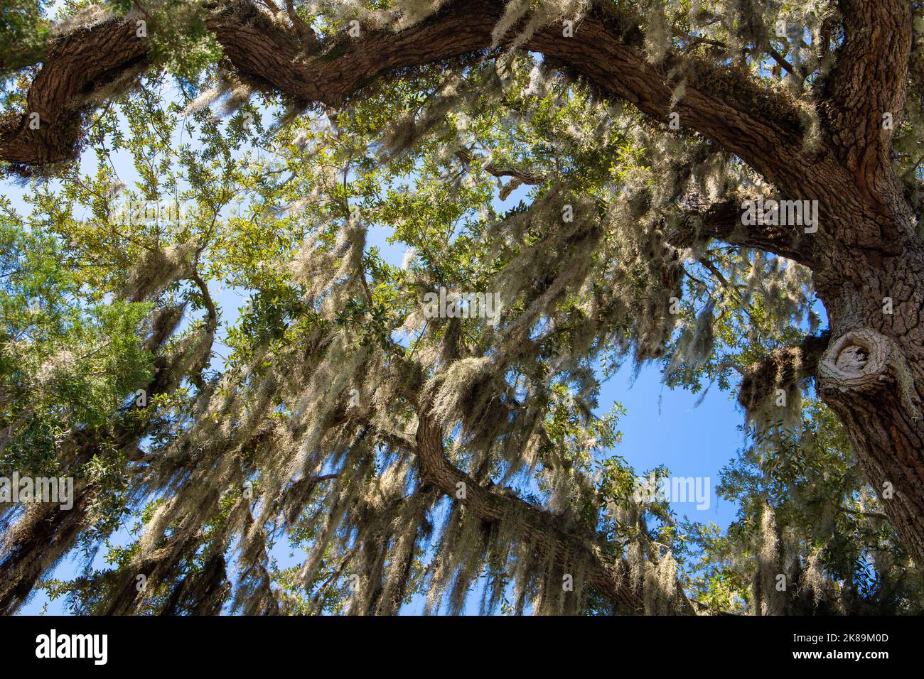 Spanish Oak Tree with Moss Stock Photo - Alamy