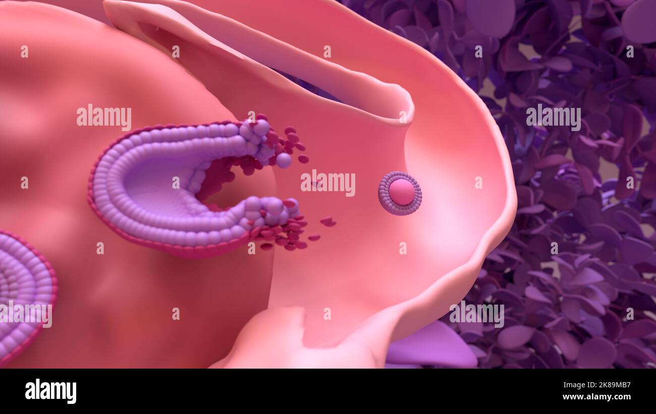 Egg being released from the ovary, illustration Stock Photo - Alamy Egg being released from the ovary, illustration Stock Photo - Alamy